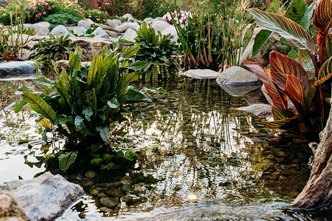 Water Plants for Ponds That Beautify and Improve Your Pond