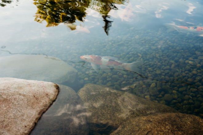 Koi Pond Rocks: Do They Help or Hurt Your Water Feature?