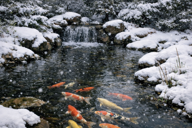 Koi Pond In Winter